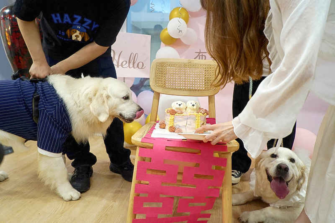 The Daily Herald - Puppy love: Canine weddings on the rise in mainland ...